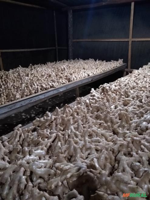 Raiz forte à venda com preço Raiz forte