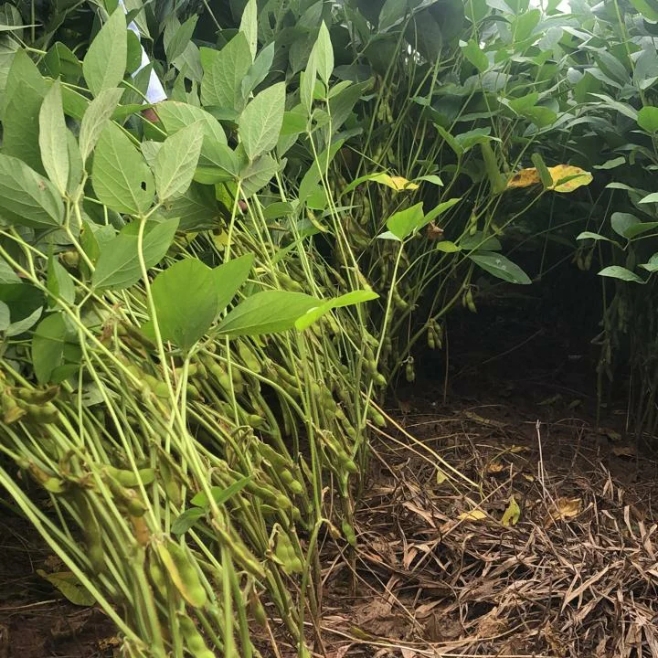 Fazenda no Goias em Serranópolis GO à venda. Compre direto 661000