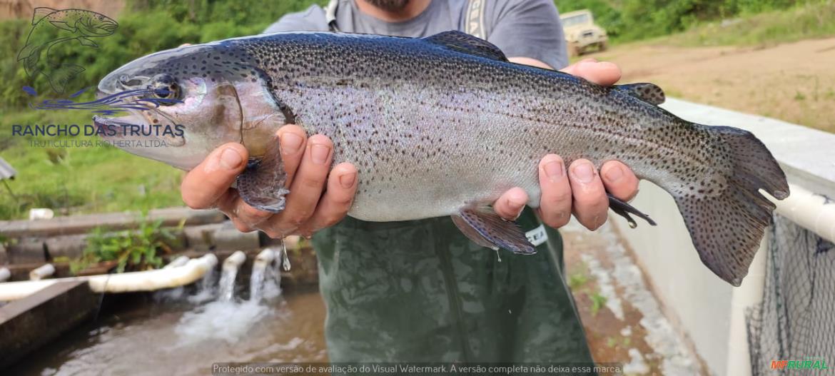 Inteira Vale | Preço Venda Compra - MF Rural