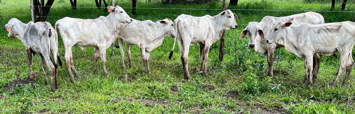 Bezerras Nelore em Santo Antônio do Amparo MG à venda. Compre 661348