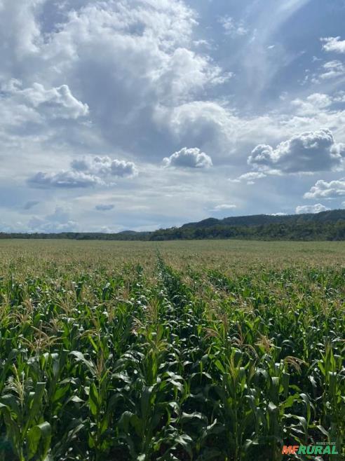 Fazendas em Água Doce do Maranhão - MA à venda com preço