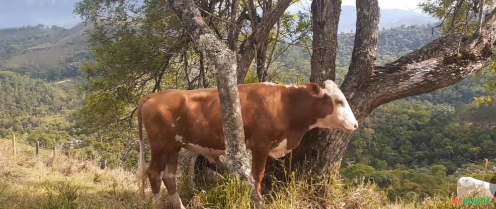 Tourinho Braford | Preço Venda Compra - MF Rural