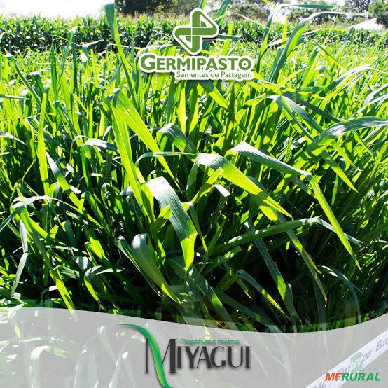Capim Panicum Máximo Cv. Miyagui - Excelente Opção Para Pecuária 854789