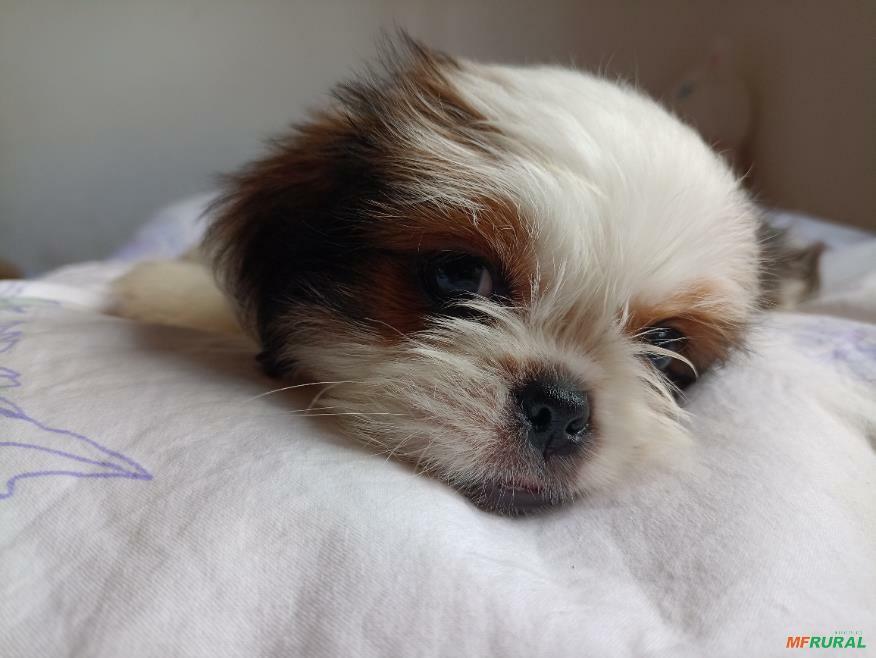 Filhote Macho da Raça Shih Tzu em Belo Horizonte MG à venda. 662625