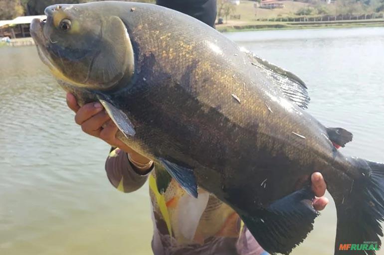 Procurasse: Peixes Tambaqui E Tambacu em Cambuí MG à venda. 662733