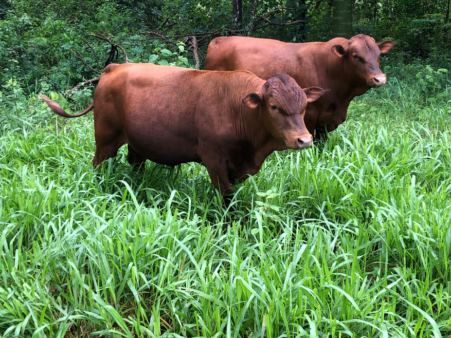 Senepol em Viradouro - SP à venda com preço