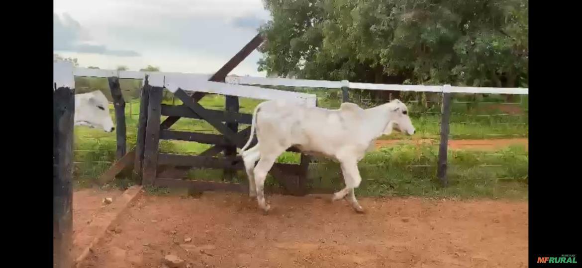 Bezerros Nelore Luxo em Nova Fátima BA à venda. Compre direto 665598