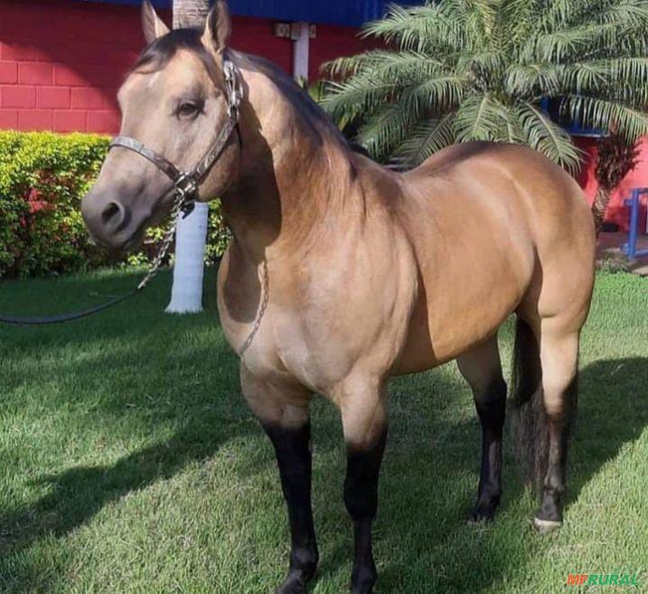 Vendo Égua Pura Documentada em Aracaju SE à venda. Compre direto 665873