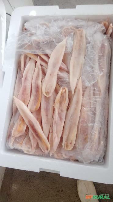 Bucho Pescada em Florianópolis SC à venda. Compre direto 667505