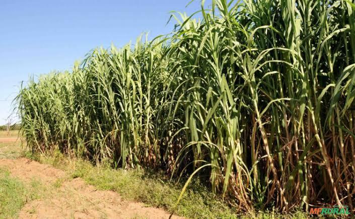 Capim Açu em Atibaia SP à venda. Compre direto do vendedor 668398