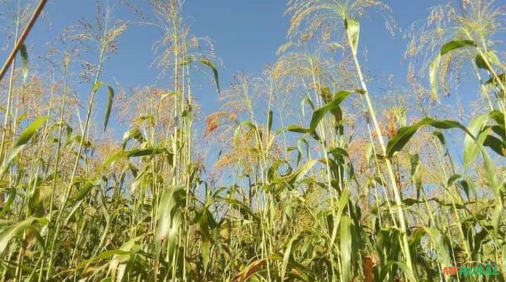 Rama Rama - Árvores Adultas / Mudas | Preço Venda Compra