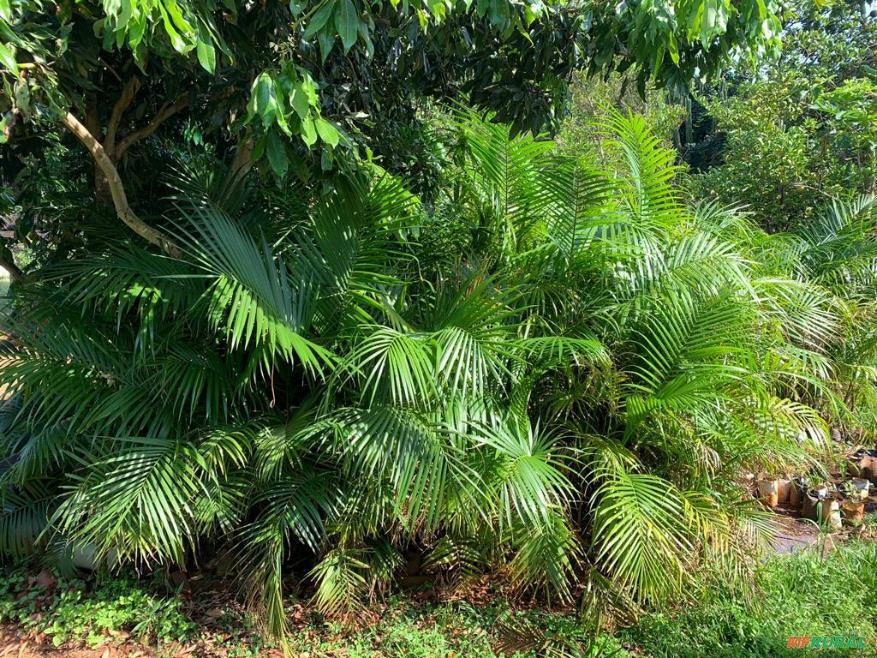 Jucara Idade | Preço Venda Compra - MF Rural