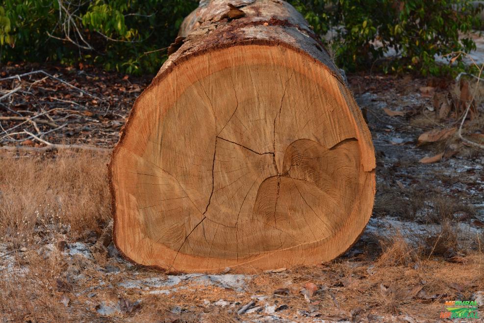 Toras de Eucalipto em Suzano SP à venda. Compre direto 769145