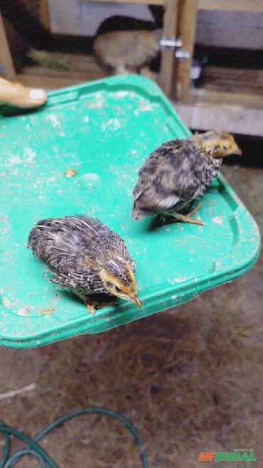 Codornas Gigantes em Vila Velha ES à venda. Compre direto 837825