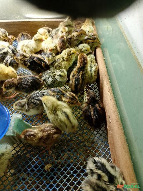 Codornas à venda com preço Codornas