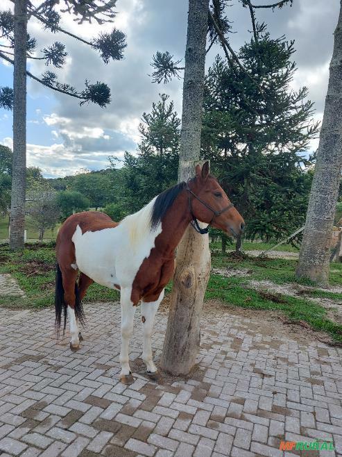 Paint Horse à venda com preço Paint Horse
