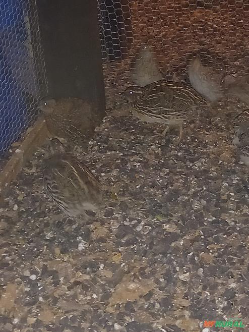 Codornas em Ibiraci - MG à venda com preço