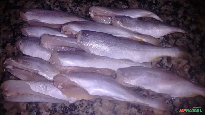 Salgado File | Preço Venda Compra - MF Rural