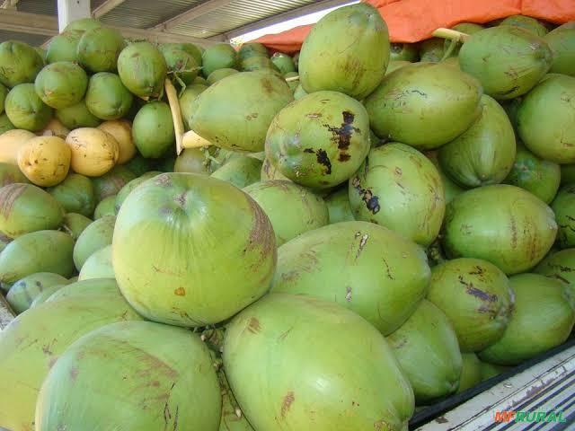 Coco Verde Direto do Produtor em Rodelas BA à venda. Compre 755454