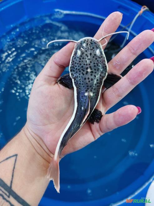 Peixes à venda com preço Peixe Vivo em Itapetininga - SP