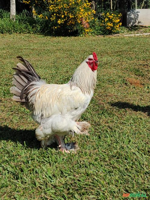 Galo Brahma Light em Mogi das Cruzes SP à venda. Compre direto 675405