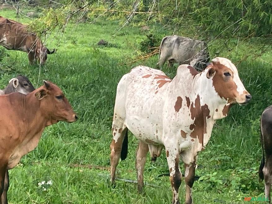Nelore Pintado em Bom Despacho - MG à venda com preço