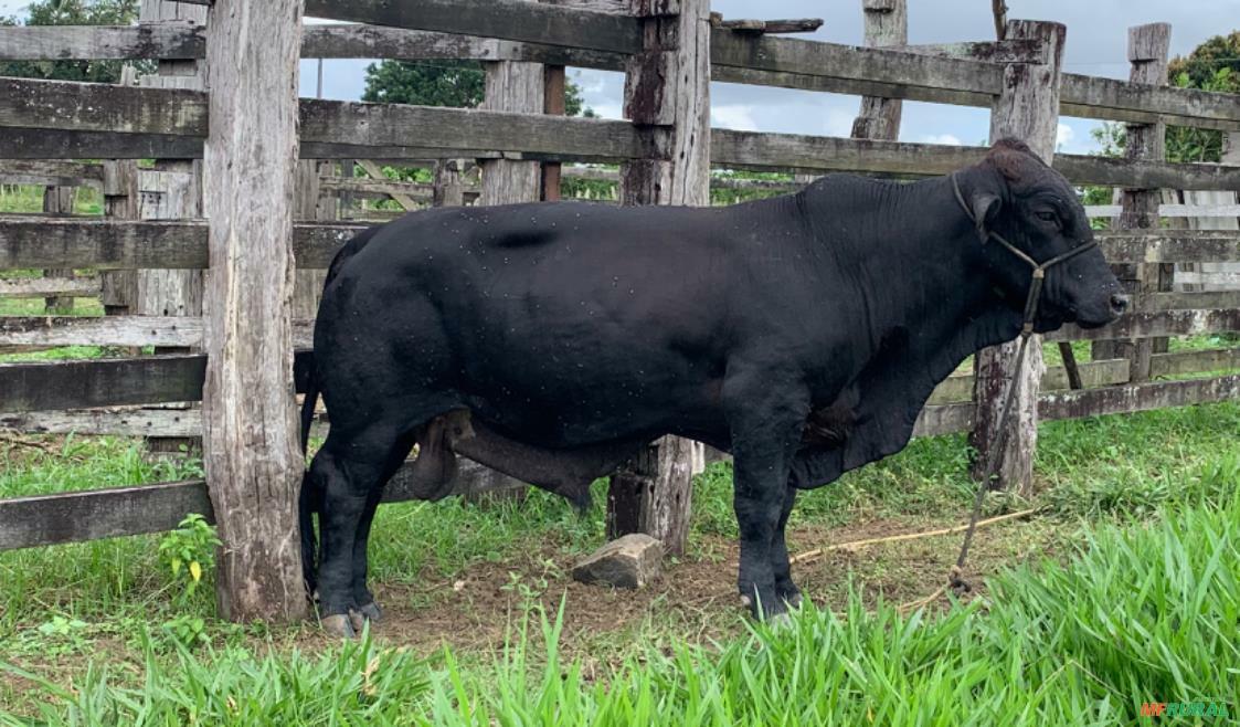 Outros Bovinos de Corte em Cruz das Almas - BA à venda com preço