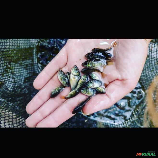 Alevinos em Igaratá - SP à venda com preço