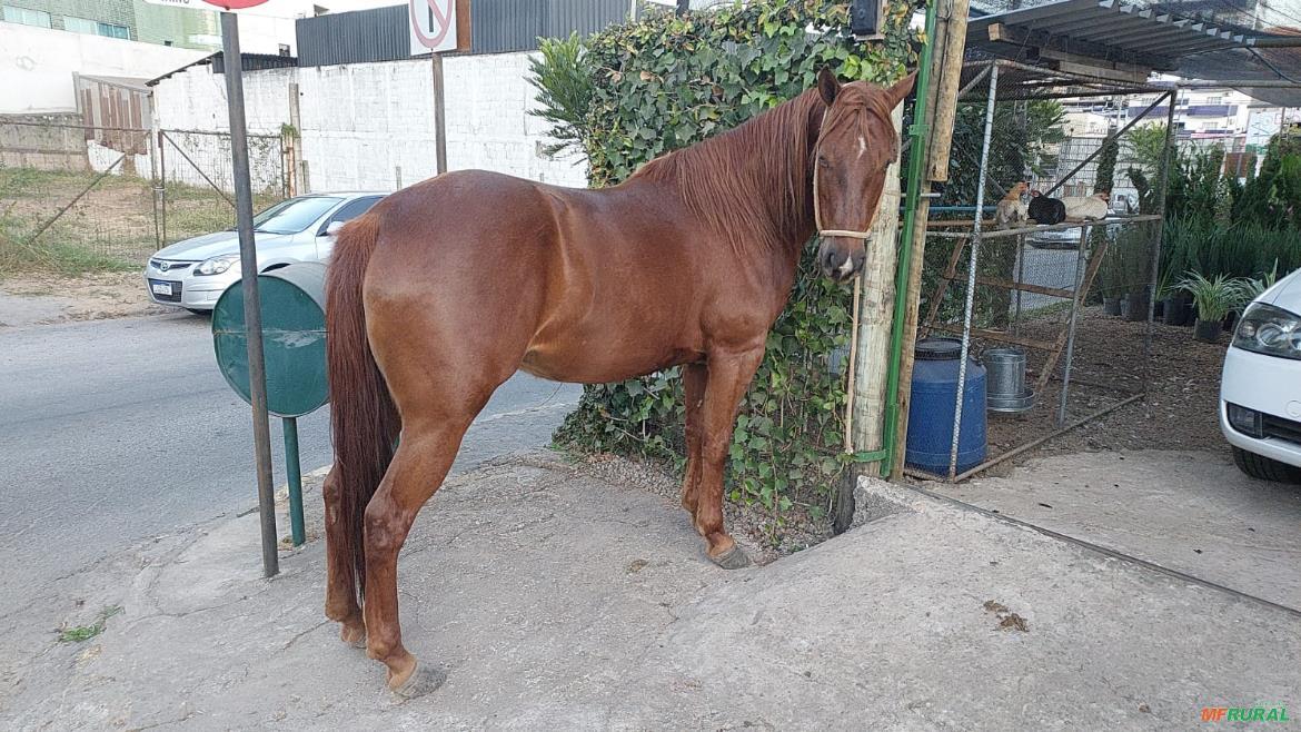 Egua em João Monlevade MG à venda. Compre direto do vendedor 686736