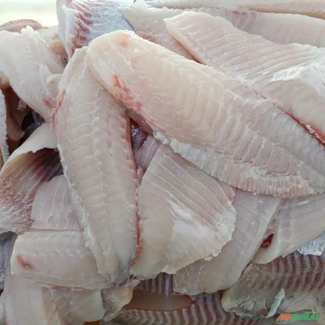 Peixe Agua Mar | Preço Venda Compra - MF Rural