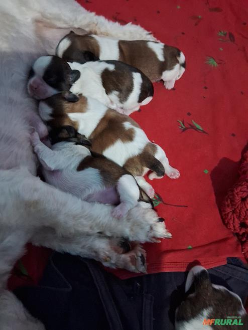 Filhote Shih Tzu Macho em Amapá AP | Preço Venda Compra