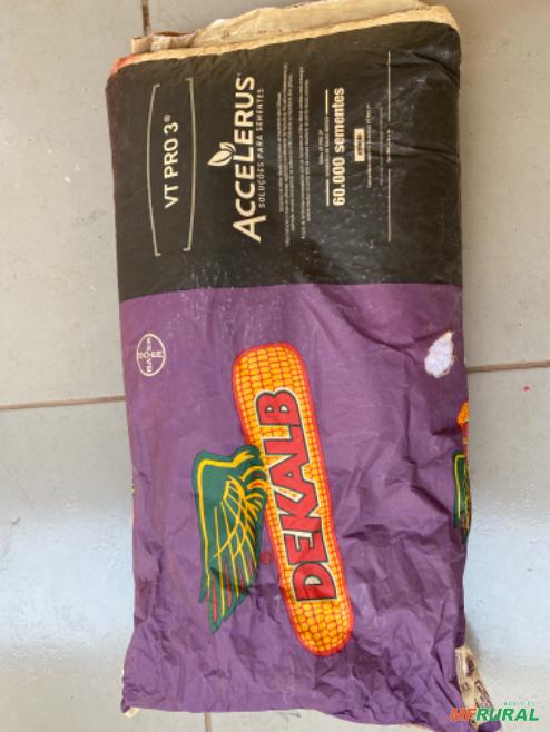 Sementes de Milho vt Pro3 em Marialva PR à venda. Compre direto 689092