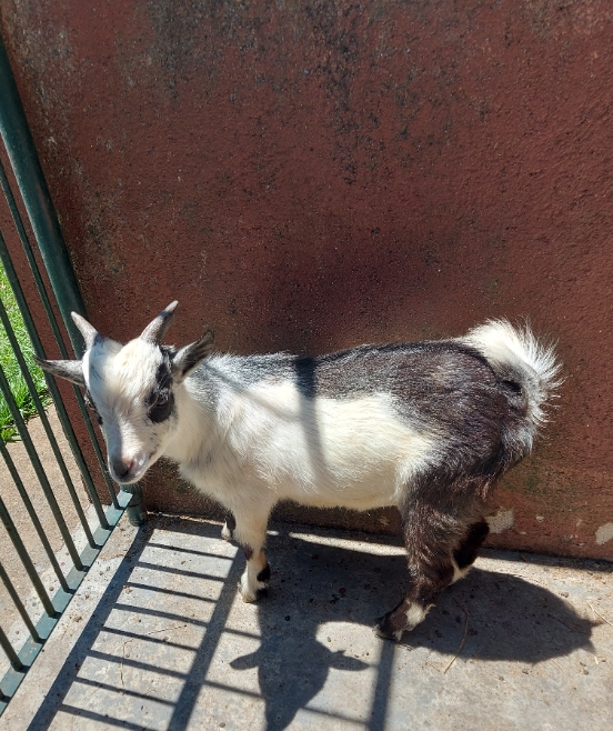 Casal Mini Cabra | Preço Venda Compra - MF Rural