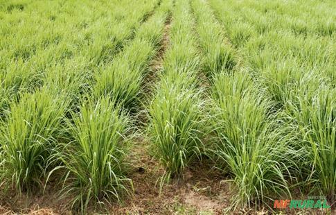 Óloe Citronela Agro-Industria - Repelente em Barra Bonita SP à 699420