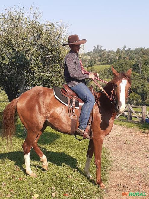 Égua Mangalarga Paulista em Descalvado SP à venda. Compre direto 690409