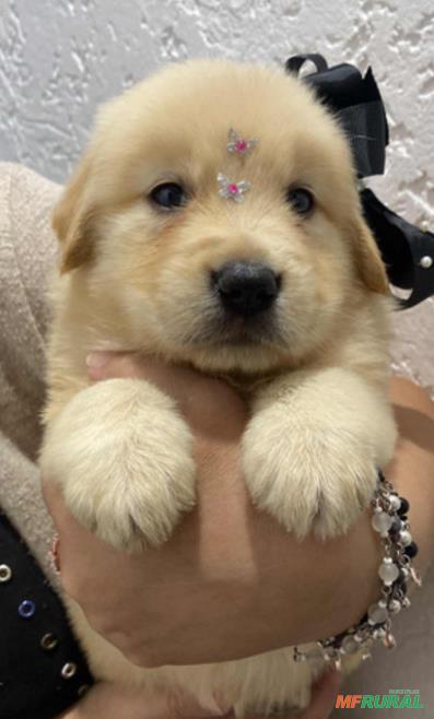 Última Fêmea de Golden Retriever em Rio de Janeiro RJ à venda. 690955