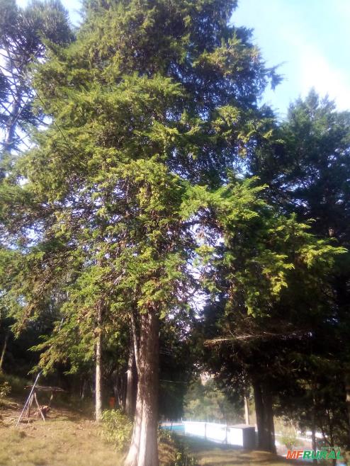 Pinus 20 Anos | Preço Venda Compra - MF Rural