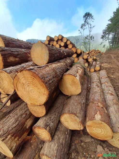 Toras de Pinus Taeda (18 À 24Cm de Diametro) em Itaperuçu PR à 706464