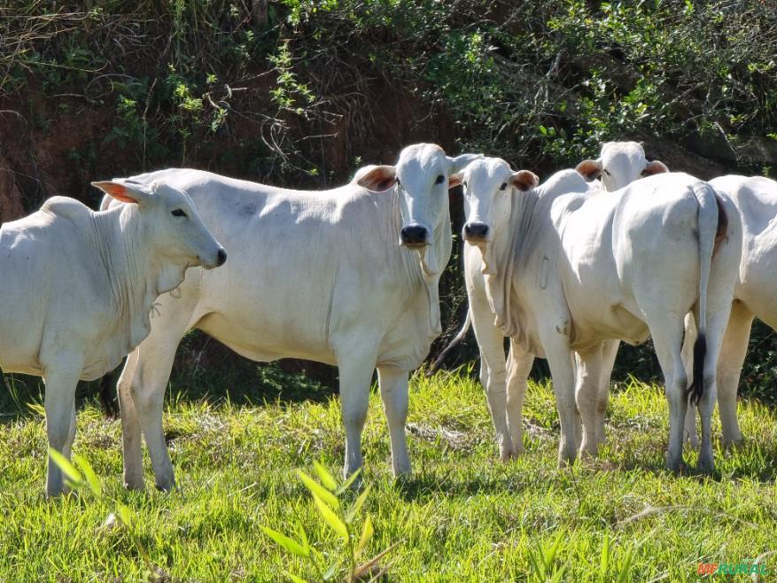 Bezerras Nelore Po em Casimiro de Abreu RJ à venda. Compre 692485