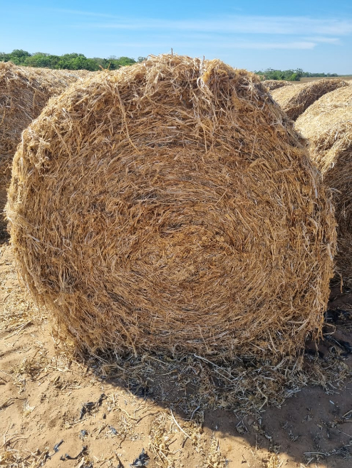 Feno no Tocantins para Nutrição Animal à venda com preço