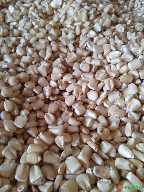 Milho Branco em Quadra SP à venda. Compre direto do vendedor 693447