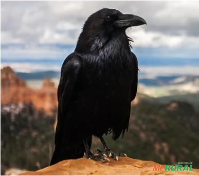 Corvo | Preço Venda Compra - MF Rural