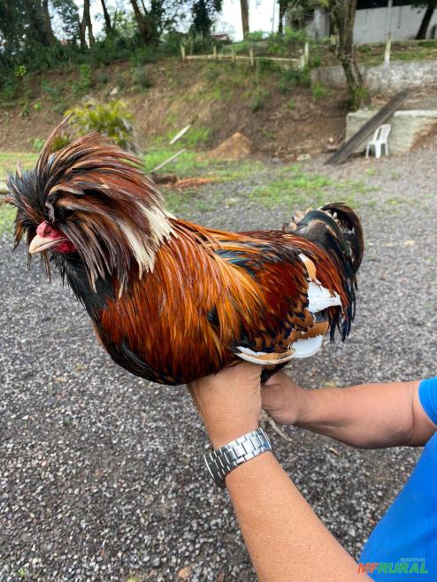 Galo Polonês em São Leopoldo RS à venda. Compre direto 694018