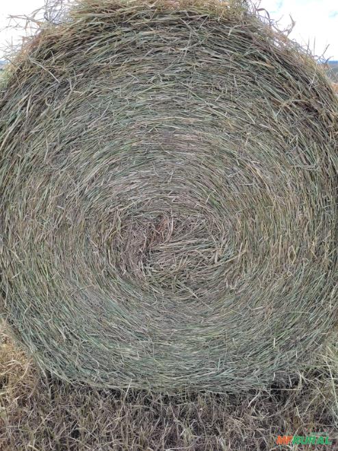 Feno no Rio Grande do Sul para Nutrição Animal à venda com preço