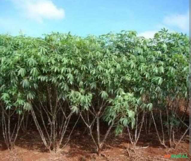 Macaxeira Mandioca em Bonito PE à venda. Compre direto 694997