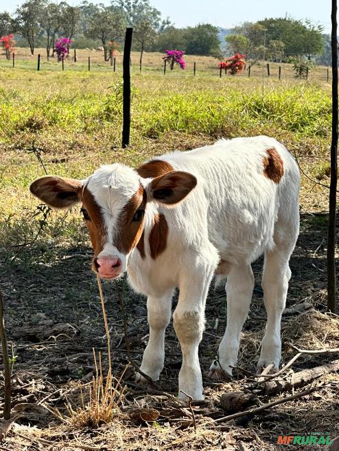 Mini Vaca | Mini Boi | Mini Touro em Itu SP à venda. Compre 703682