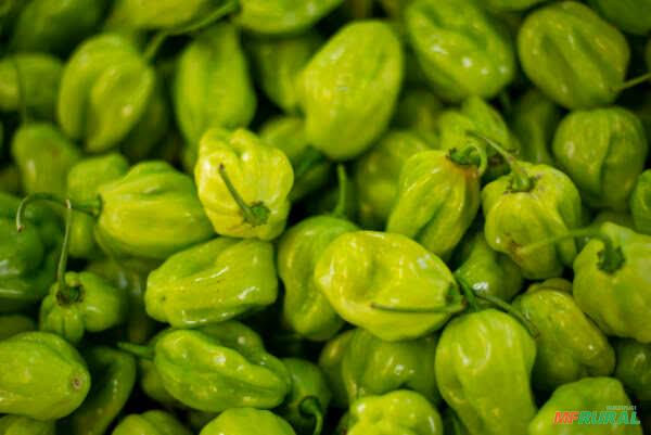 Pimenta-De-Cheiro Grauda E Cheirosa cx Com 10Kg em Paranoá DF à 695696
