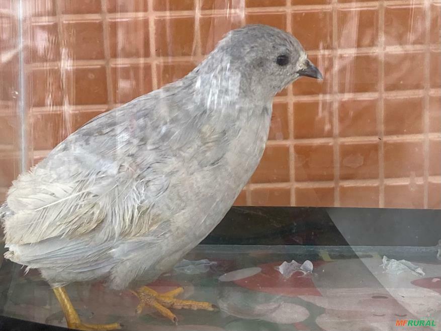 Codorna Chinesa em Salvador BA à venda. Compre direto do vendedor 696427