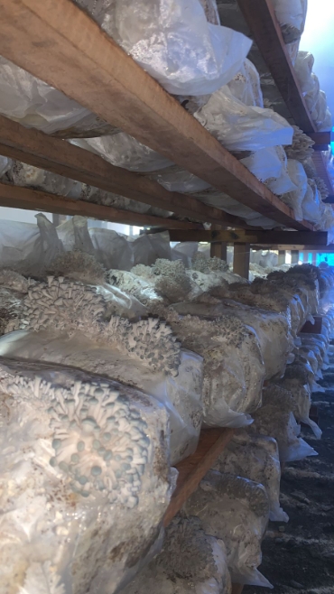 Blocos Axenicos | Preço Venda Compra - MF Rural