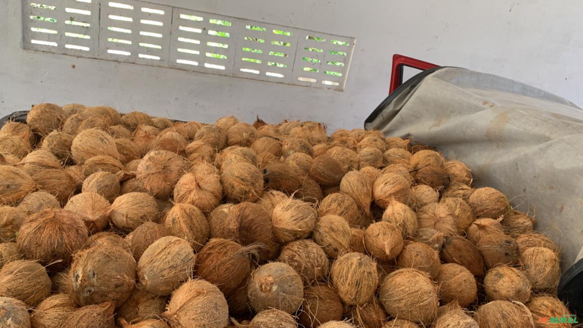 Coco Seco em Trairi CE à venda. Compre direto do vendedor 697060
